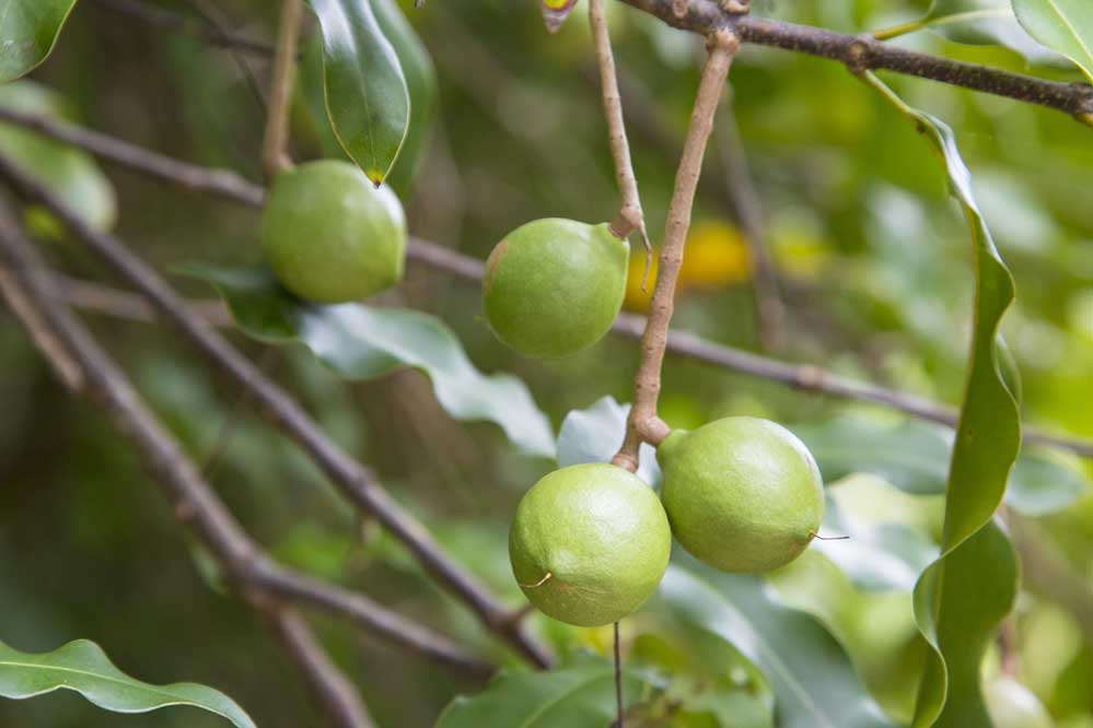 Everything You Ever Wanted to Know about Macadamia Nuts – Tiny Isle